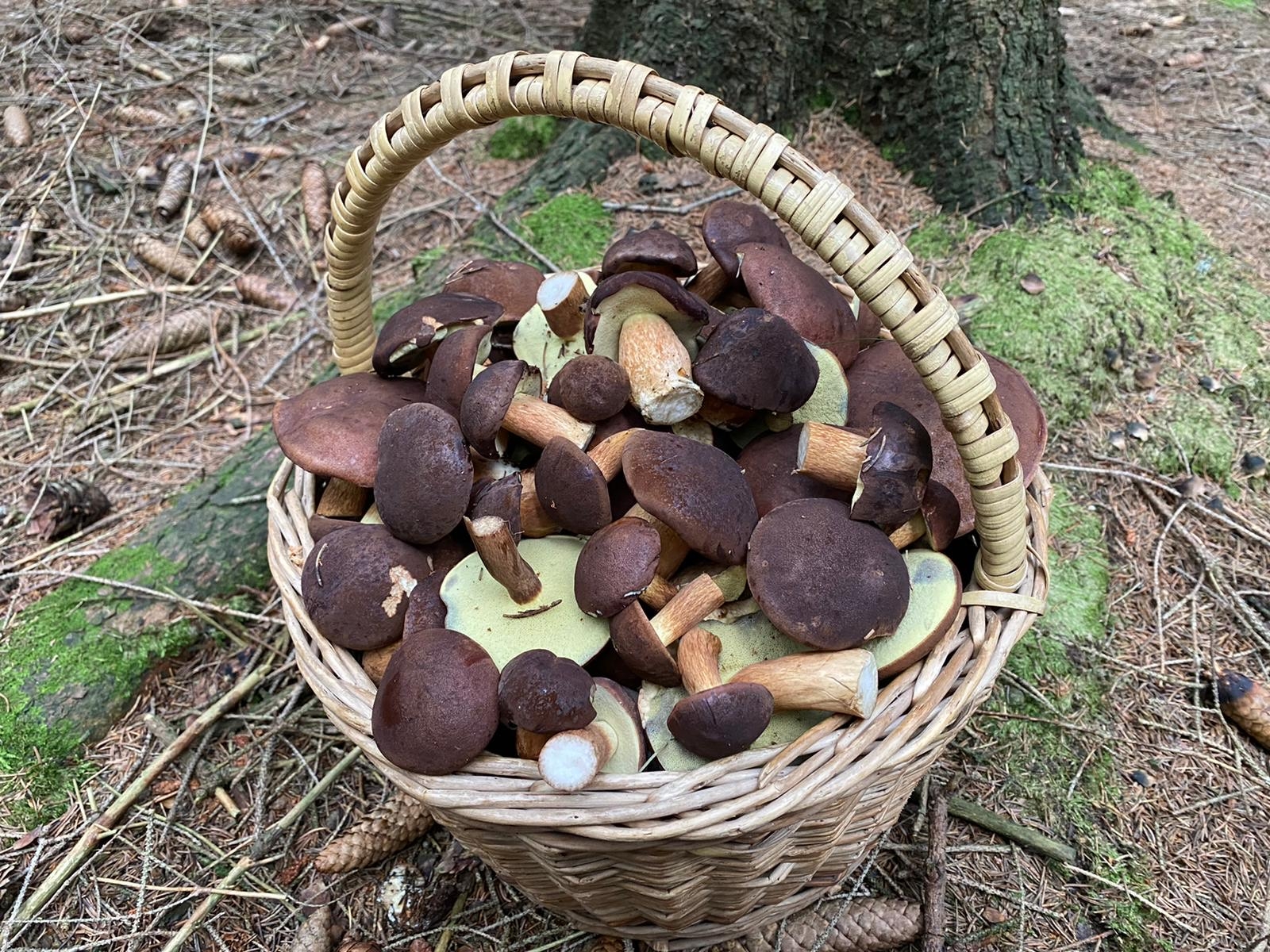 Kam vyraziť na huby a čo si vziať so sebou? | 4camping.sk